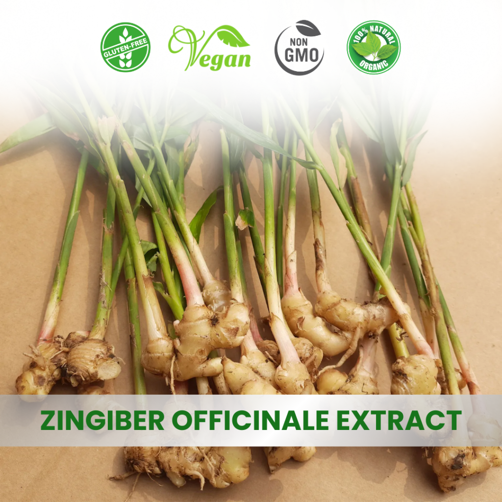 Zingiber Officinale Tuber Extract - Manufacturer and Exporter of Herbal ...